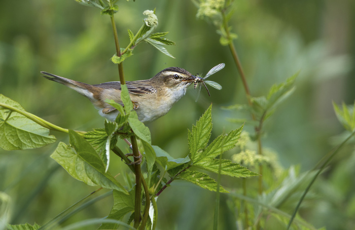 Birdwatching in the Brecon Beacons