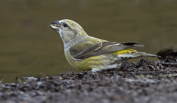 Birdwatching in the Brecon Beacons