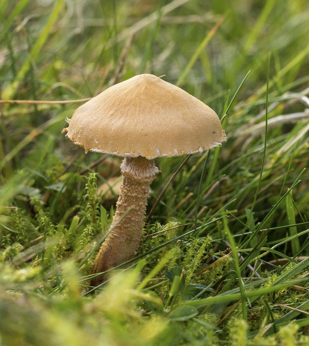 Birdwatching in the Brecon Beacons