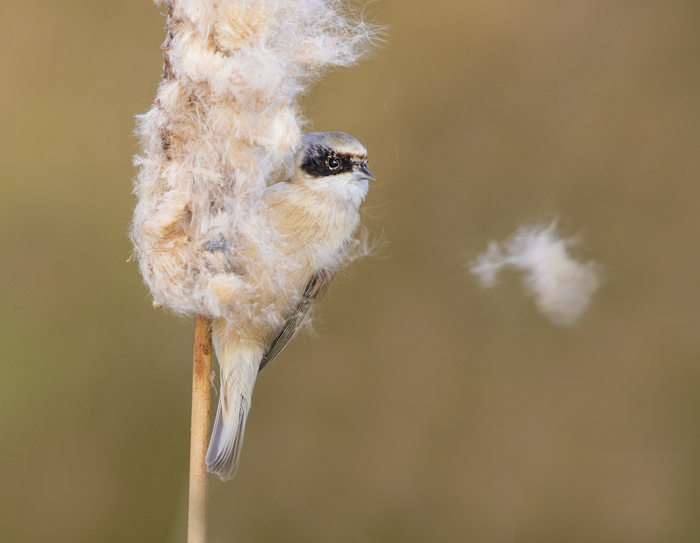 Birdwatching in the Brecon Beacons