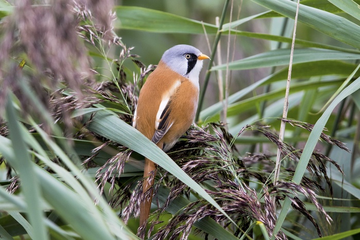 Birdwatching in the Brecon Beacons
