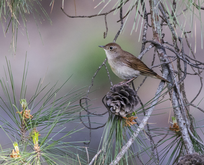 Birdwatching in the Brecon Beacons