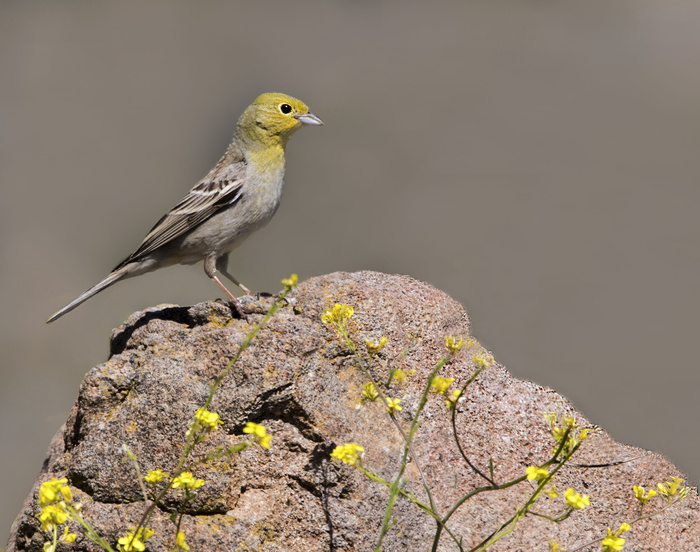 Birdwatching in the Brecon Beacons